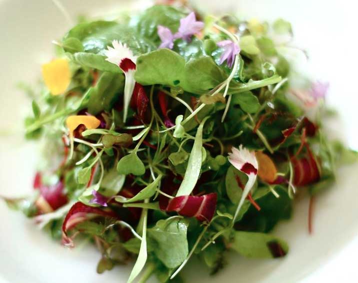 product_1_microgreen_salad_mix_1453723095 (1) – EP Greens